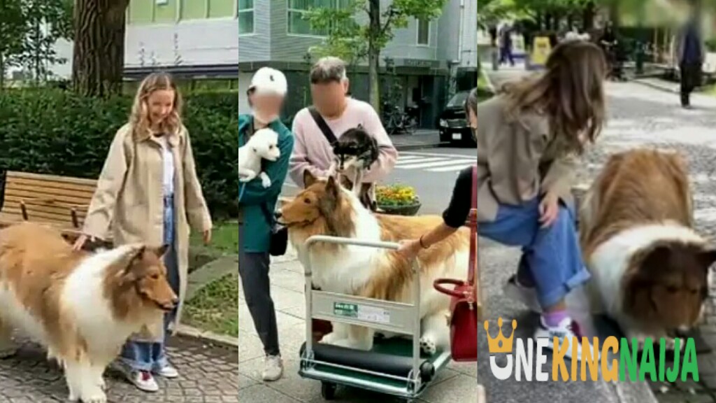 Japanese man who reportedly spends $20k to transform himself into a dog ... Japanese man who reportedly spends $20k to transform himself into a dog ...